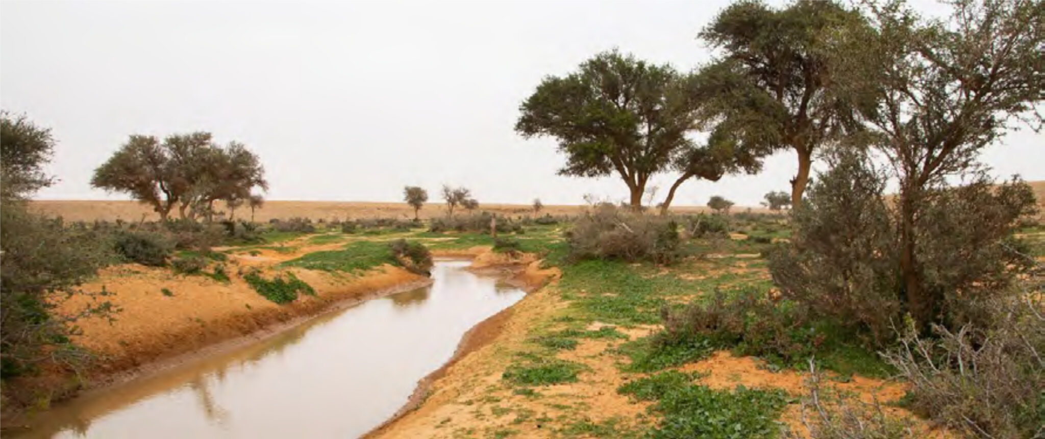 King Abdul Aziz Reserve/ KSA - Euro Consult